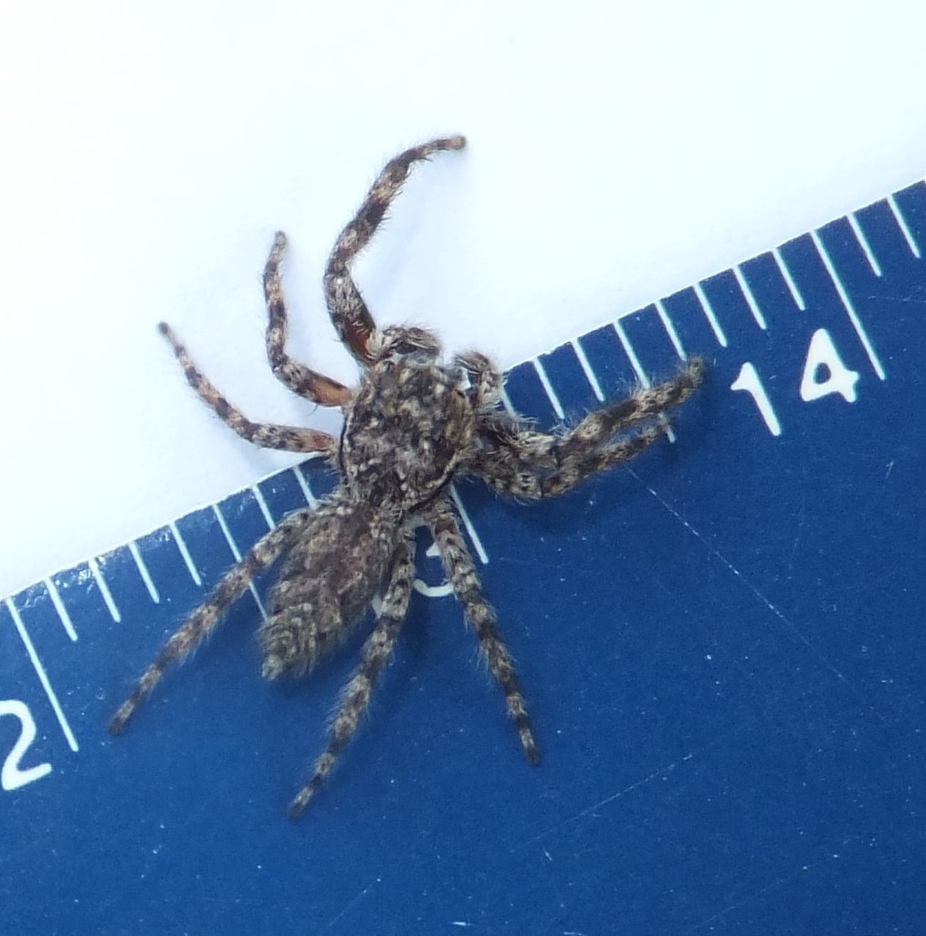 Tan Jumping Spider from 800 W 90 St, Kansas City, MO 64114, USA on ...