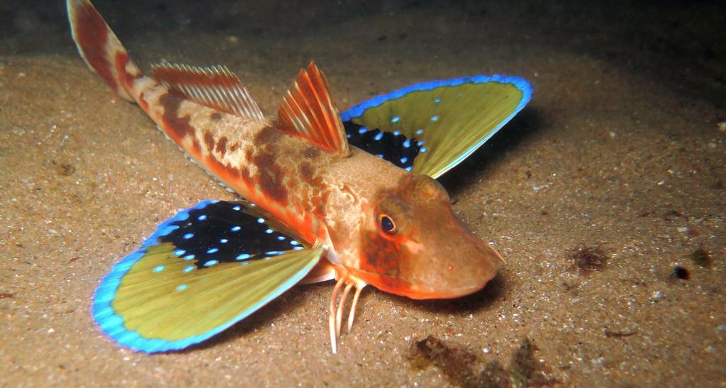 Red Gurnard from Salt Rock on December 13, 2014 by Duncan Pritchard ...