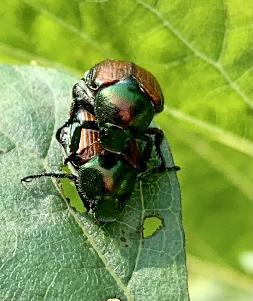 Japanese Beetle from Goodhue Rd, Derry, NH, US on September 12, 2021 at ...