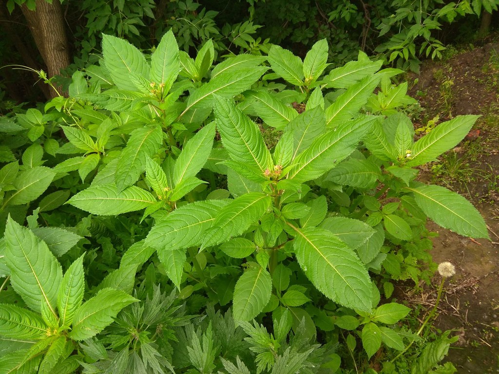 Himalayan balsam from Рудничный р-н, Кемерово, Кемеровская обл., Россия ...