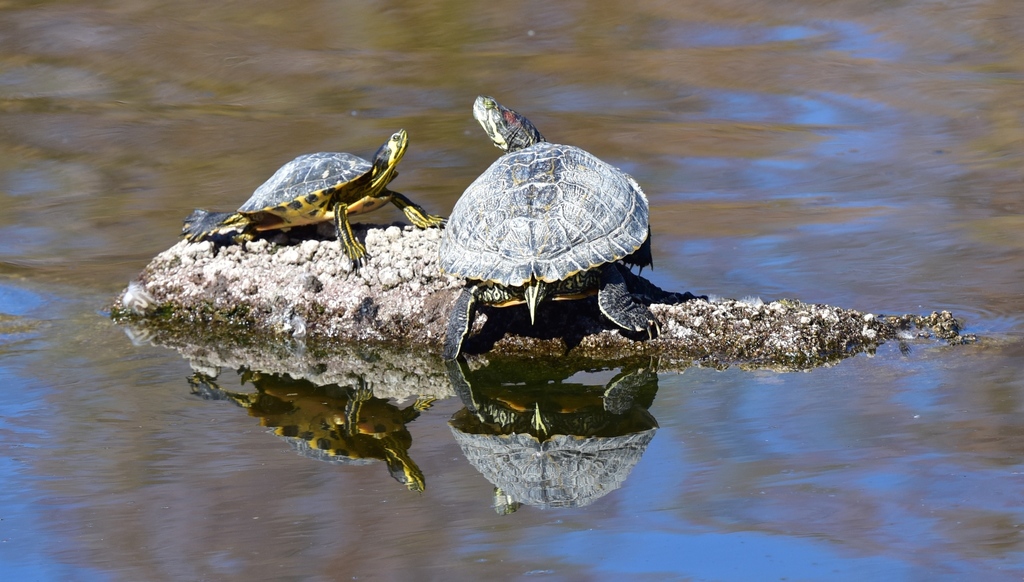 Pond Slider from Henderson Bird Viewing Preserve, NV on February 16 ...