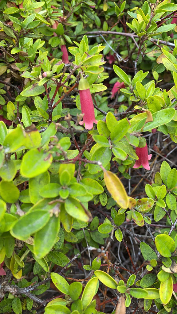 Common Correa from Monterey on September 12, 2021 at 09:55 AM by ...