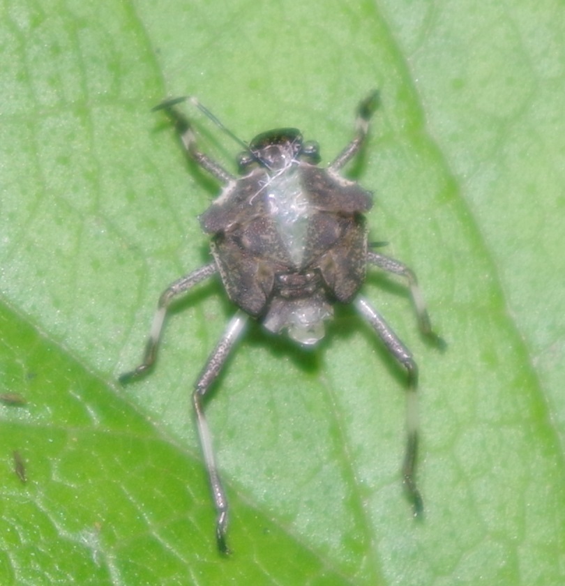 Brown Marmorated Stink Bug from Hallgarten, 65375 Oestrich-Winkel ...