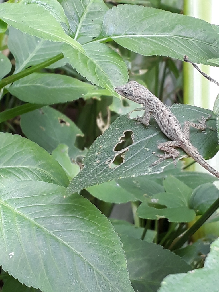 Bronze Anole from St Joseph, Trinidad and Tobago on September 12, 2021 ...
