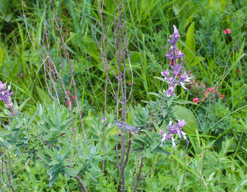 Syncolostemon stenophyllus · iNaturalist