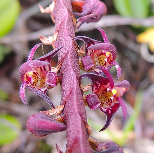 Scabby Orchid (Variety Bulbophyllum scaberulum scaberulum ...