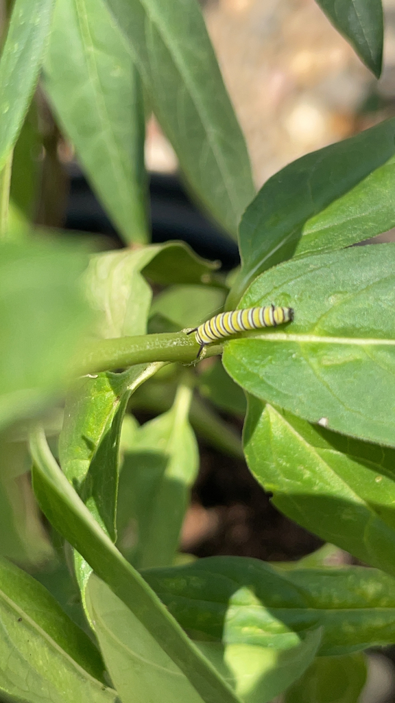 Monarch from Monroe on September 12, 2021 at 01:22 PM by jgoodrich ...