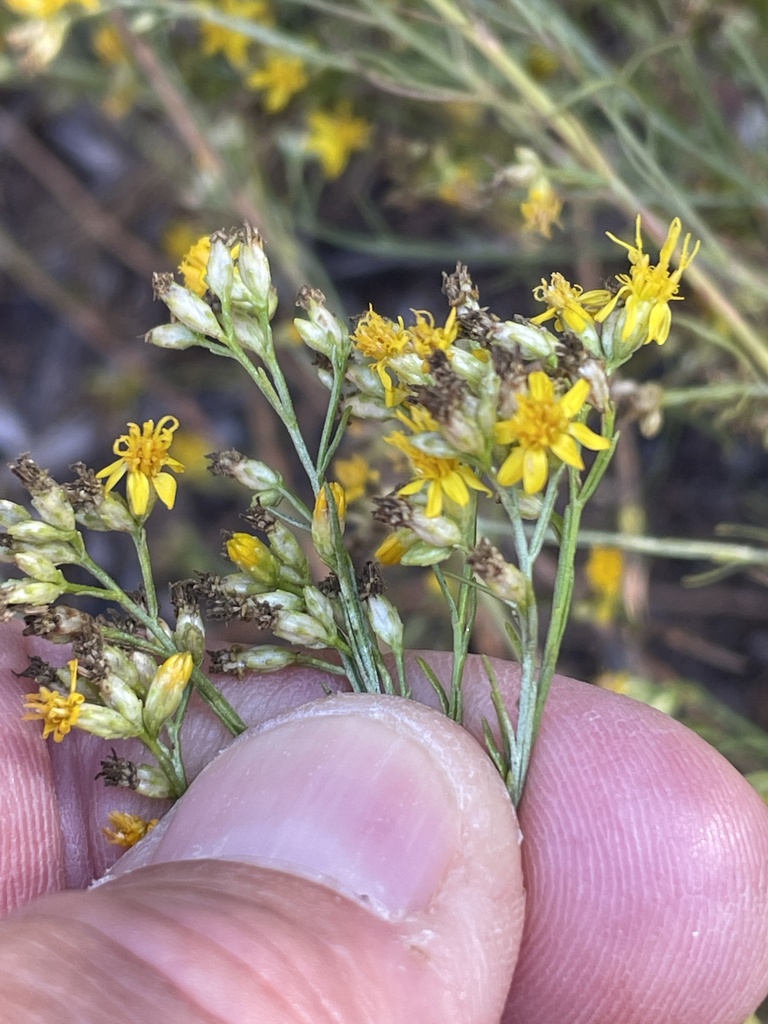 Broom Snakeweed from Ruffin Canyon Open-Space Preser, San Diego, CA, US ...