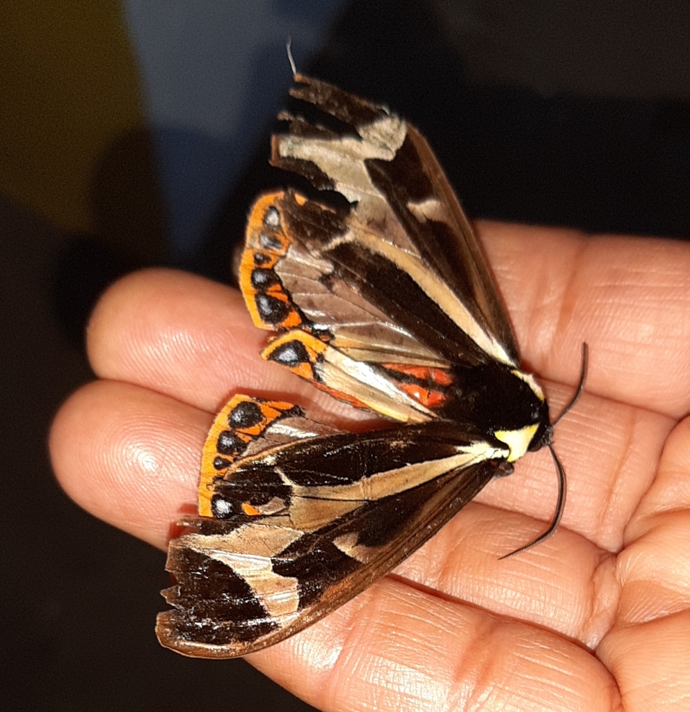 Northern Giant Flag Moth from Centro Educativo Morelia on September 02 ...