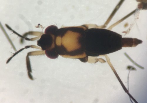 Rheumatobates minutus · iNaturalist Mexico