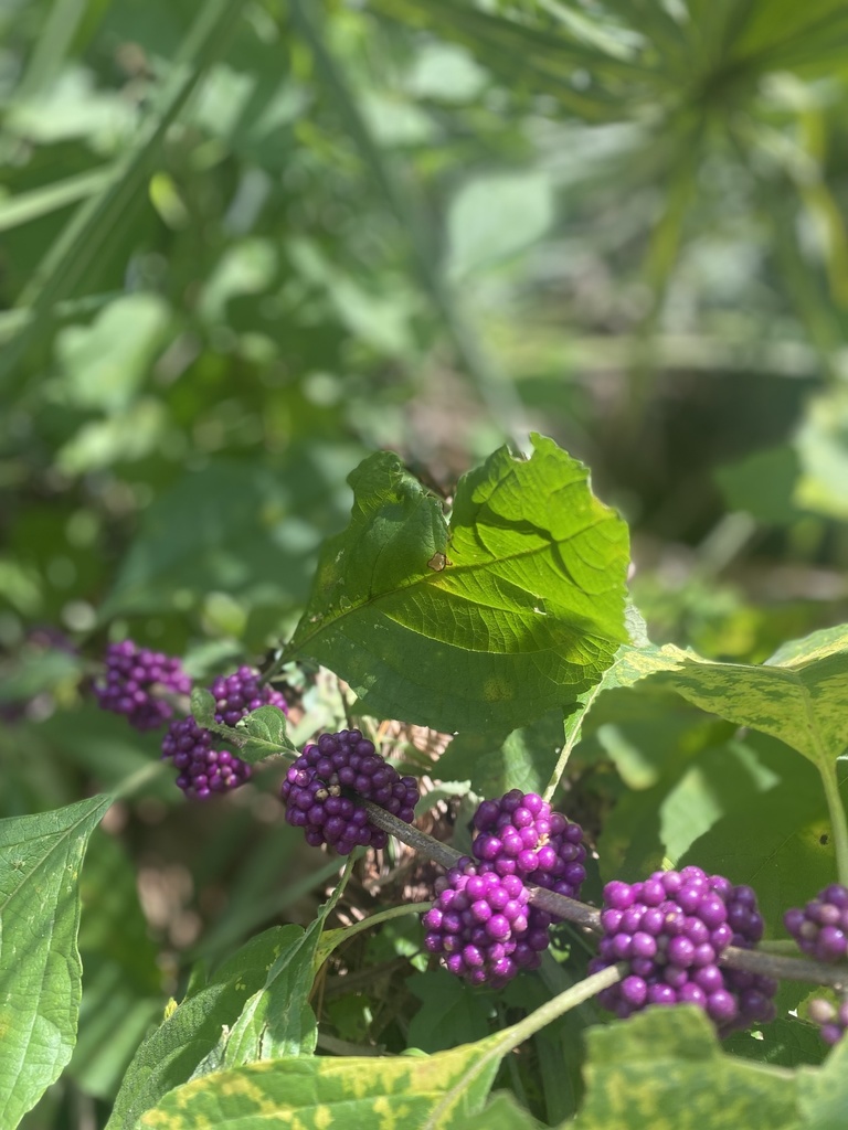 American beautyberry from University of North Florida, Jacksonville, FL ...