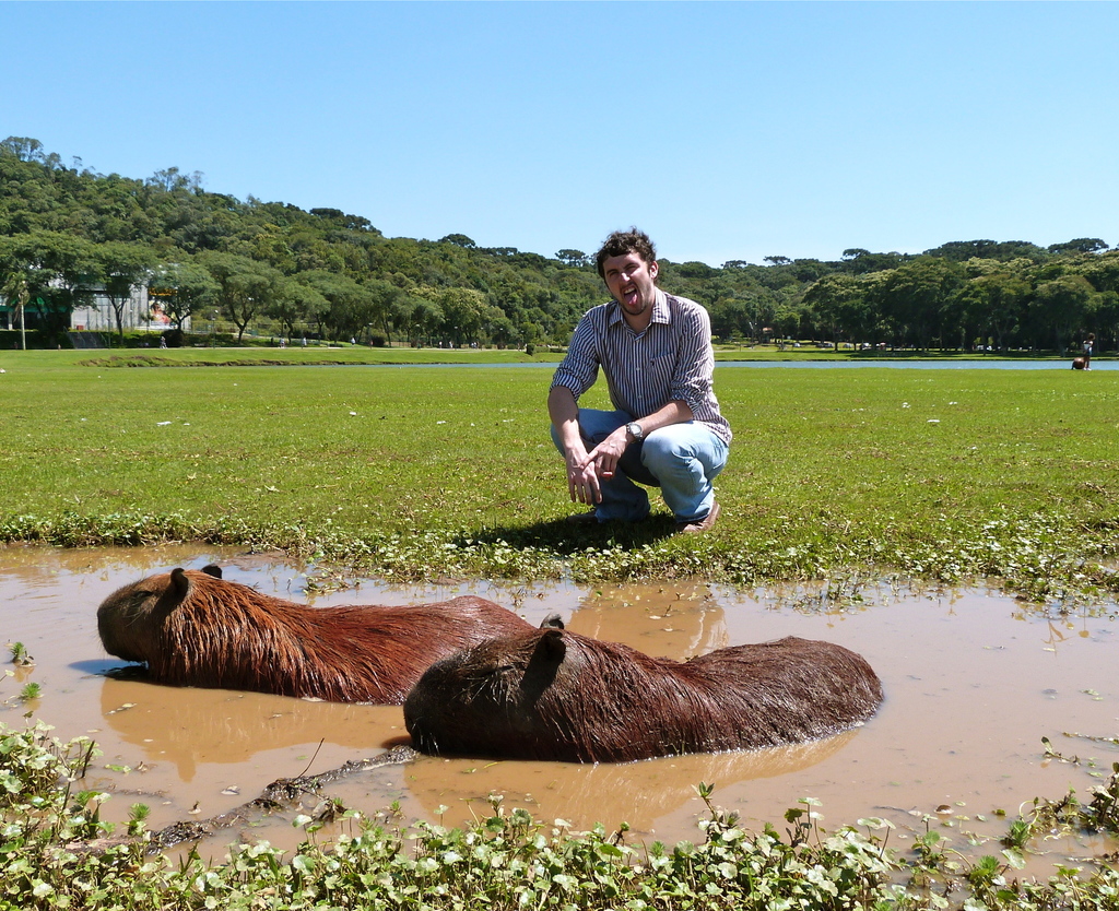 Capybara from Curitiba on January 10, 2014 by Nicholas Pollock ...