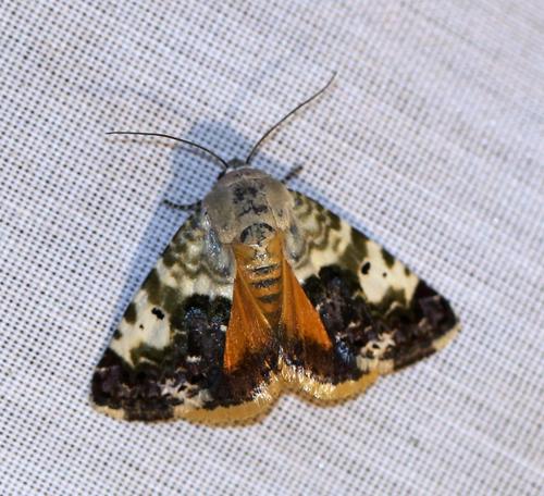 Acontia dispar · NaturaLista Colombia