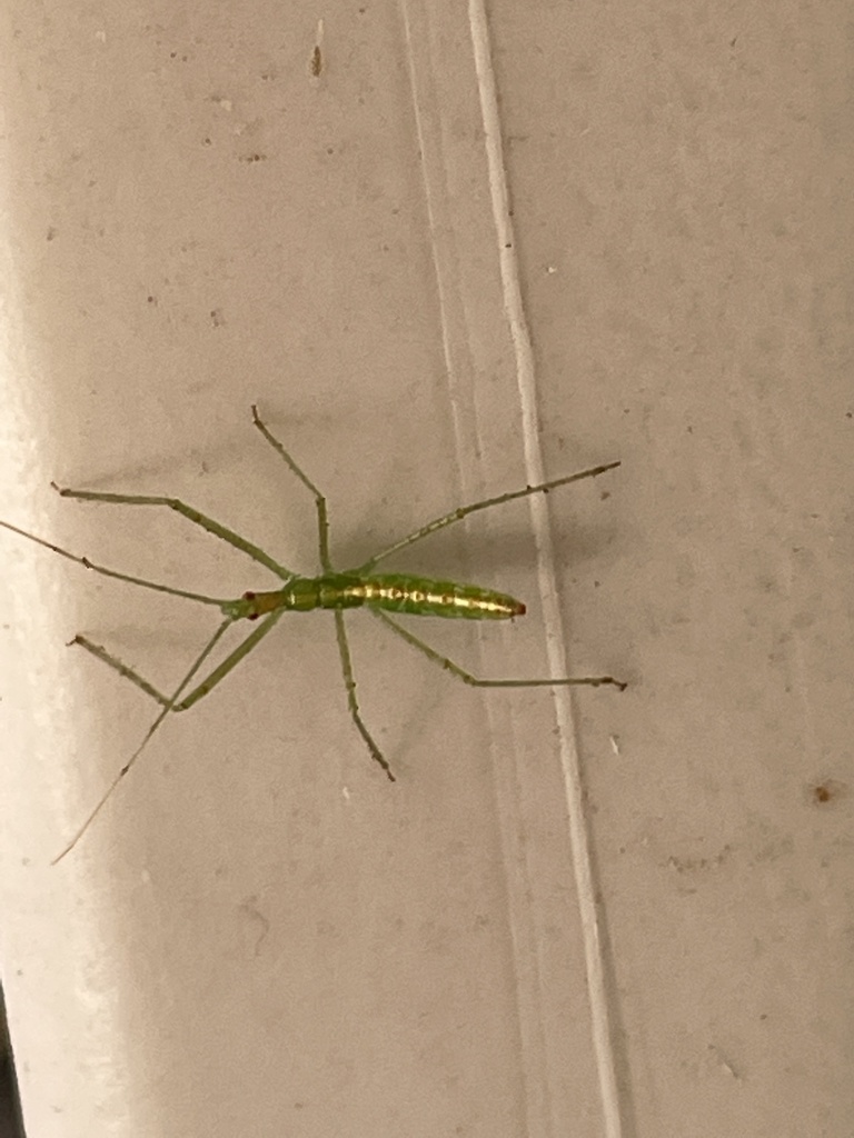 Pale Green Assassin Bug in September 2021 by KGTEY · iNaturalist
