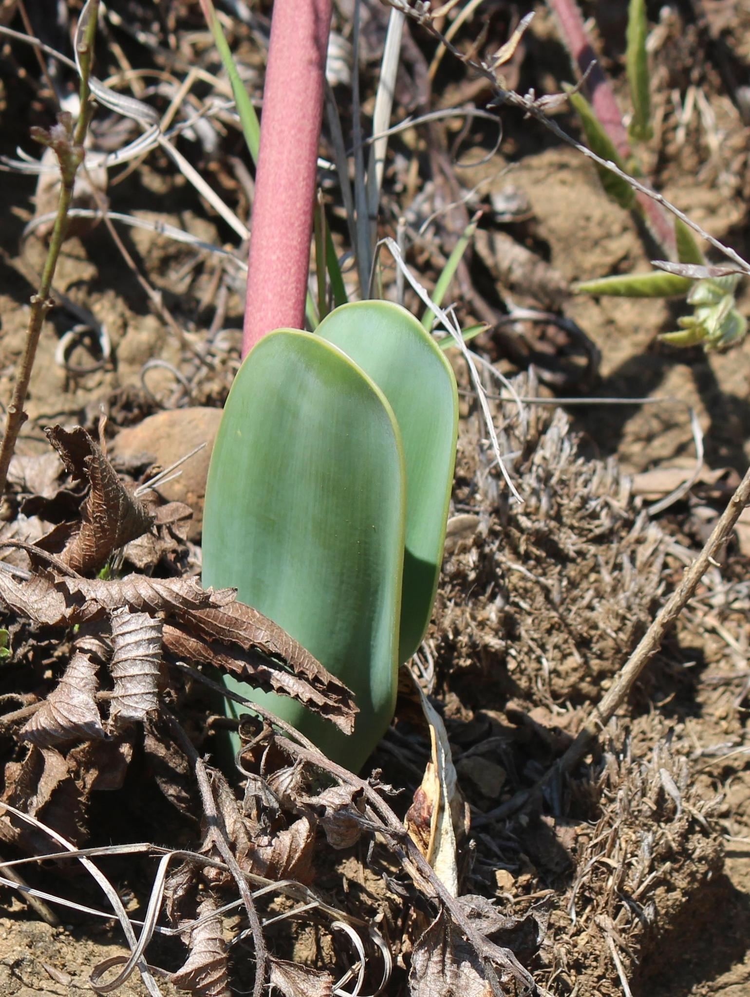 Haemanthus montanus Baker