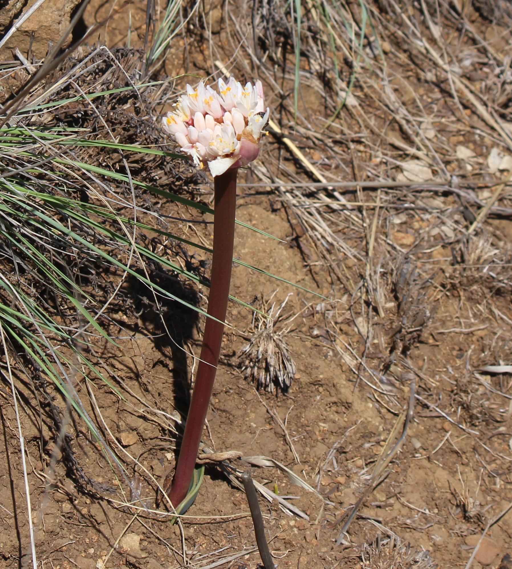 Haemanthus montanus Baker
