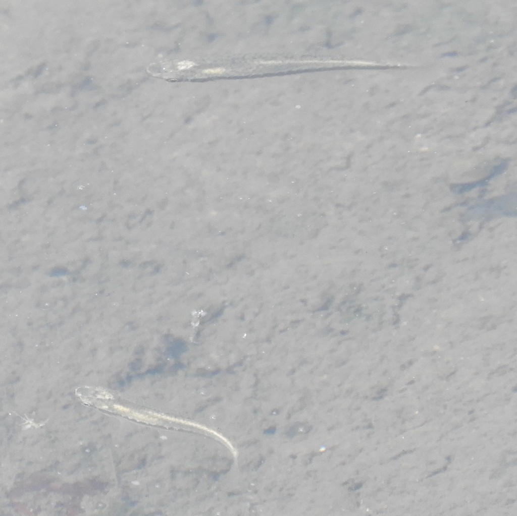 Blackstripe Topminnow from Deer Run Forest Preserve, Winnebago County ...