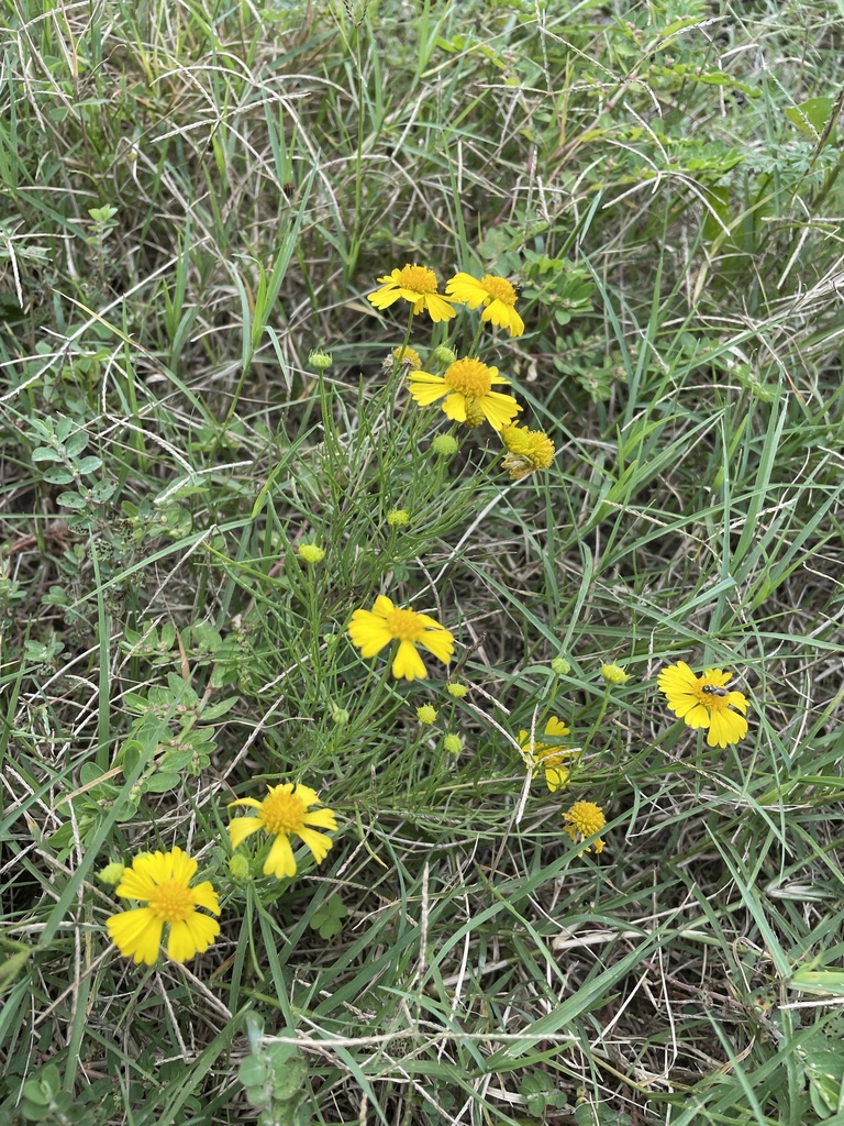 Bitterweed from Mississippi State University, Starkville, MS, US on ...