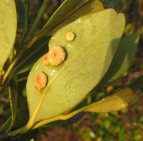 Acalitus marinae · iNaturalist