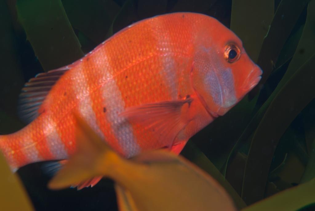 Red Stumpnose (Chrysoblephus gibbiceps) - Marine Life Identification