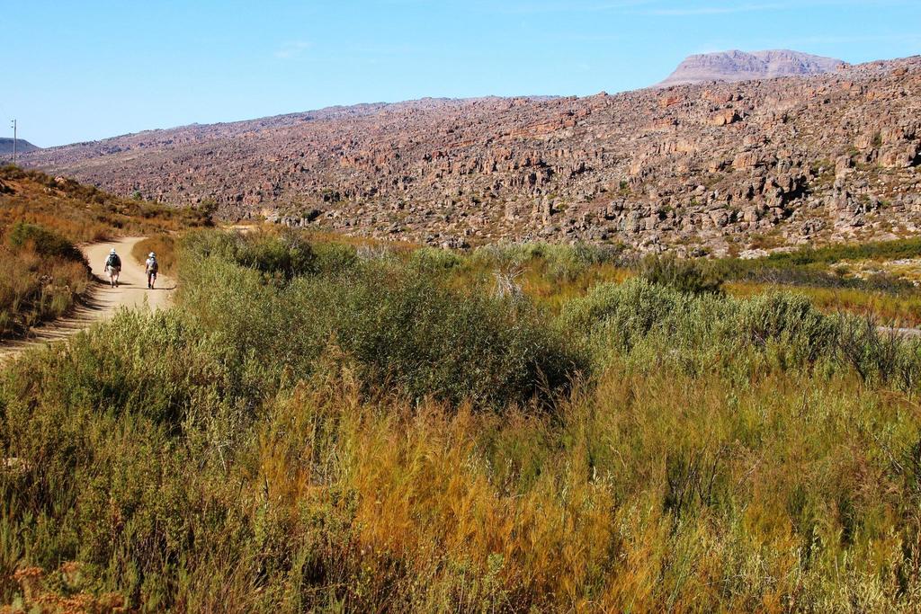 Cape Willow (Salix mucronata) - Botanical Realm
