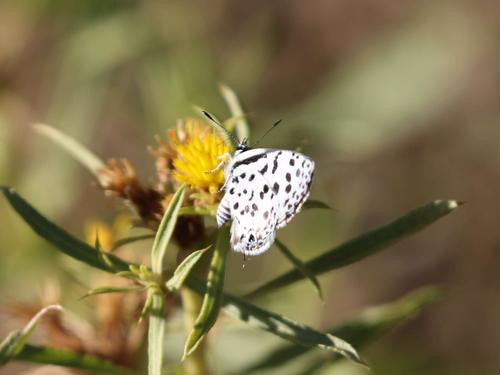 Subspecies Zintha hintza krooni · iNaturalist
