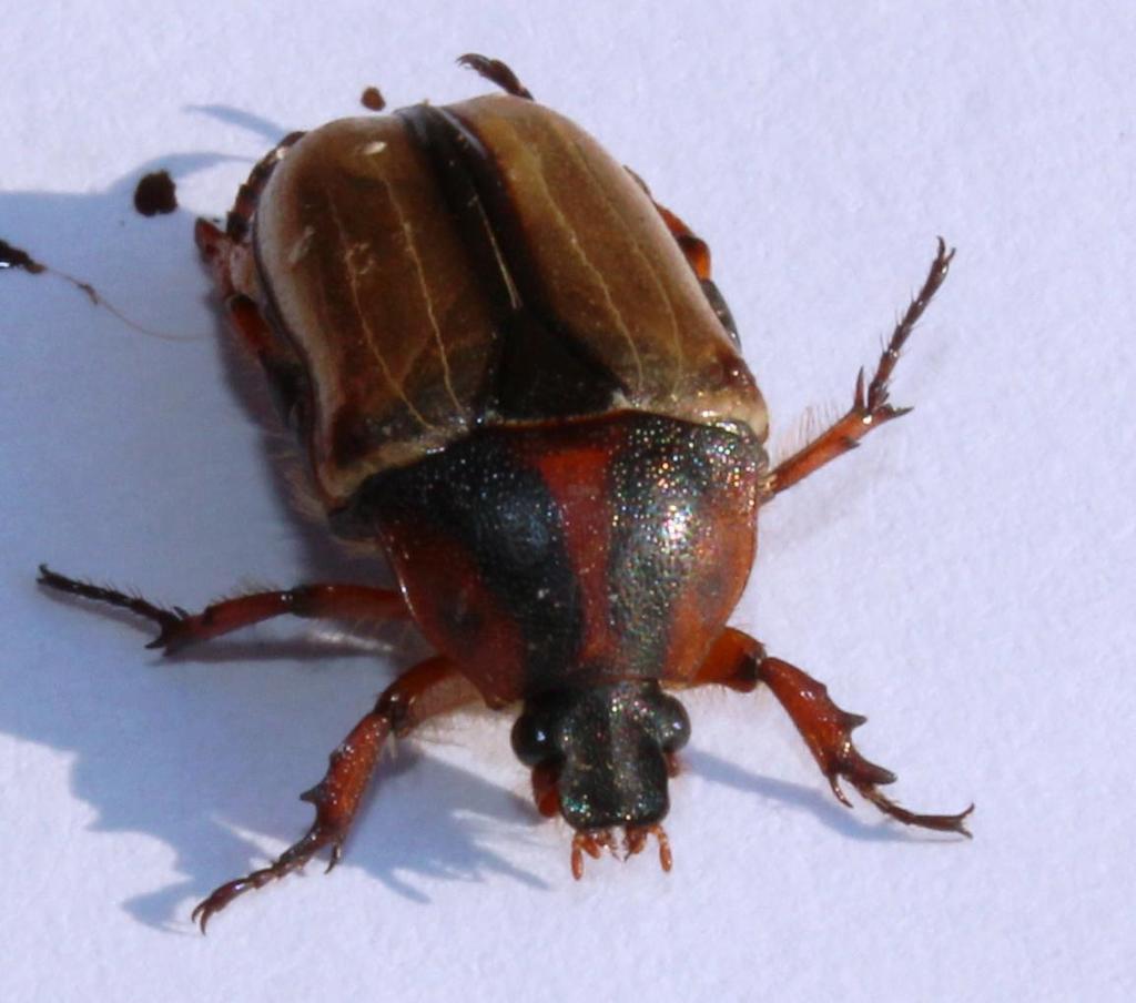 Anisorrhina umbonata (Cetoniinae (Fruit Chafers) of Southern Africa ...