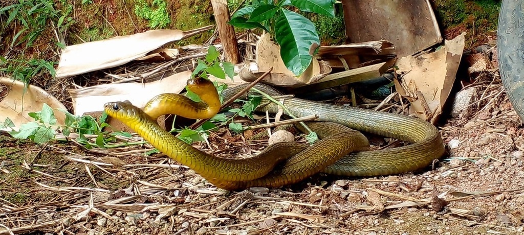 Amazon Puffing Snake from Yantzaza, Zamora Chinchipe, EC on September ...