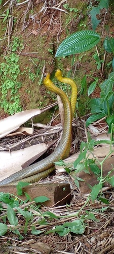 Amazon Puffing Snake (Spilotes sulphureus) - Snakes and Lizards