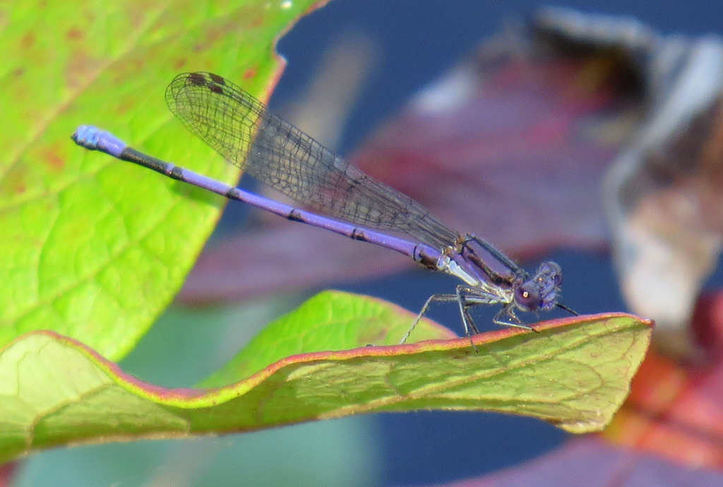 Violet Dancer from Borderland State Park, Easton, MA, USA on September ...