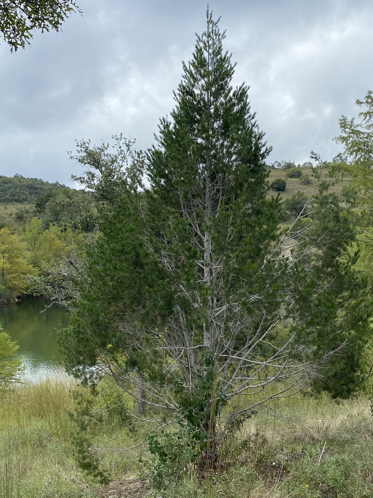 papershell pinyon from Johnson City, TX, US on September 12, 2021 at 11 ...