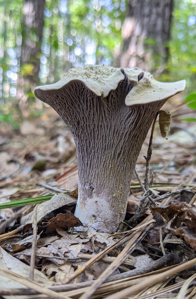 Gomphus ludovicianus from 65 County Road 916 on September 12, 2021 at ...