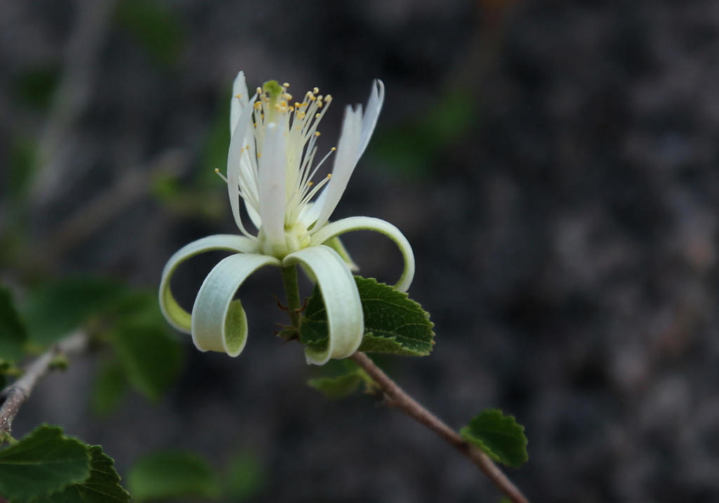Small-leaf White Raisin (Plants of the Hajar) · iNaturalist