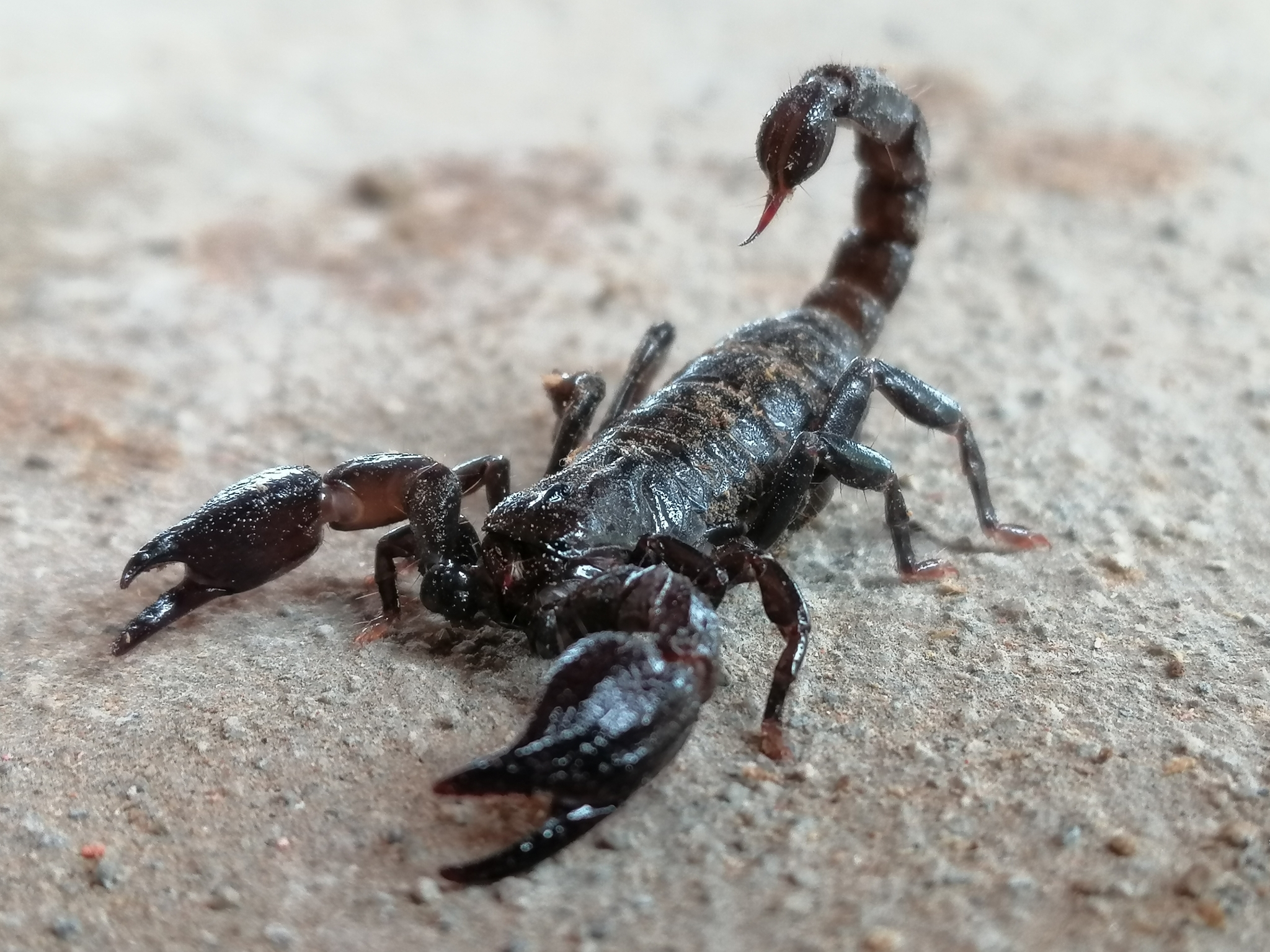 Teuthraustes Simon, 1878