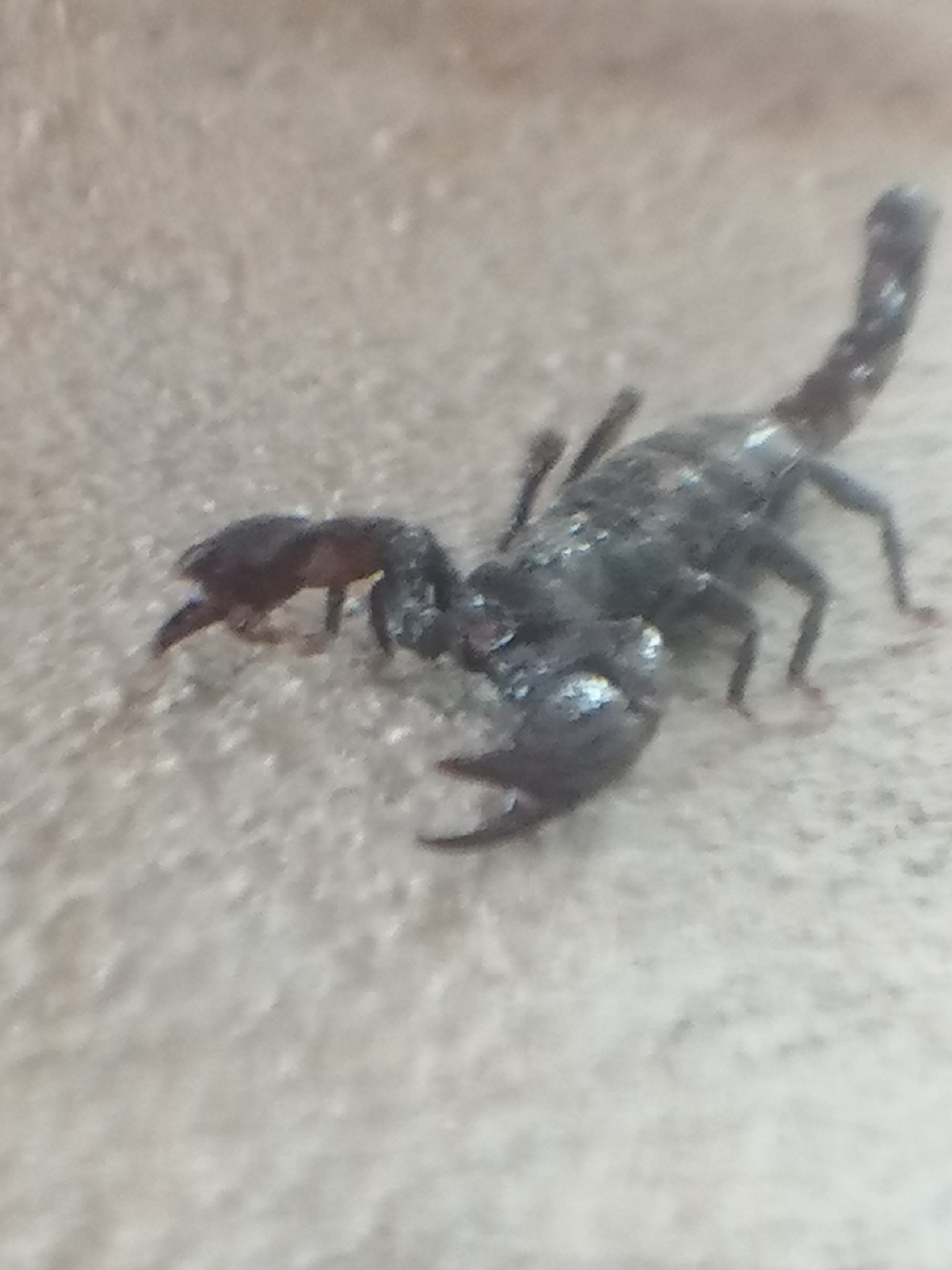 Teuthraustes Simon, 1878