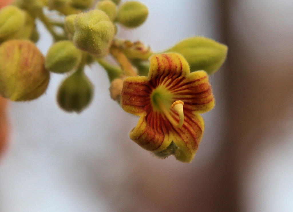 African Star-Chestnut (Sterculia africana) - Botanical Realm
