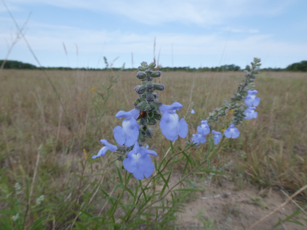 giant blue sage from Sherburne County, MN, USA on September 12, 2021 at ...