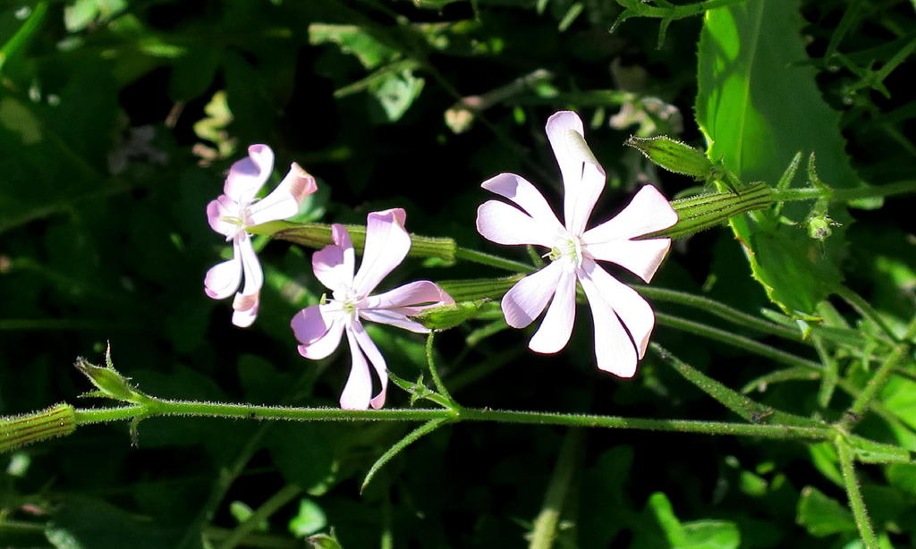 African dream root (Pezula Castles - Naturally Occurring Indigenous ...