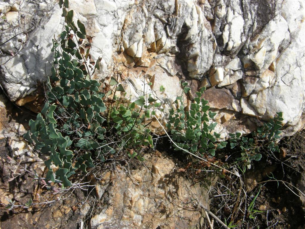 Pellaea calomelanos calomelanos from Greyton Nature Reserve, Platkloof ...