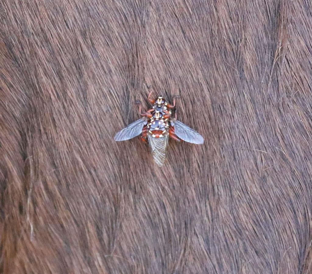 Cattle Louse Fly from Farm Kyffhäuser, Maltahöhe, Namibia on April 3 ...