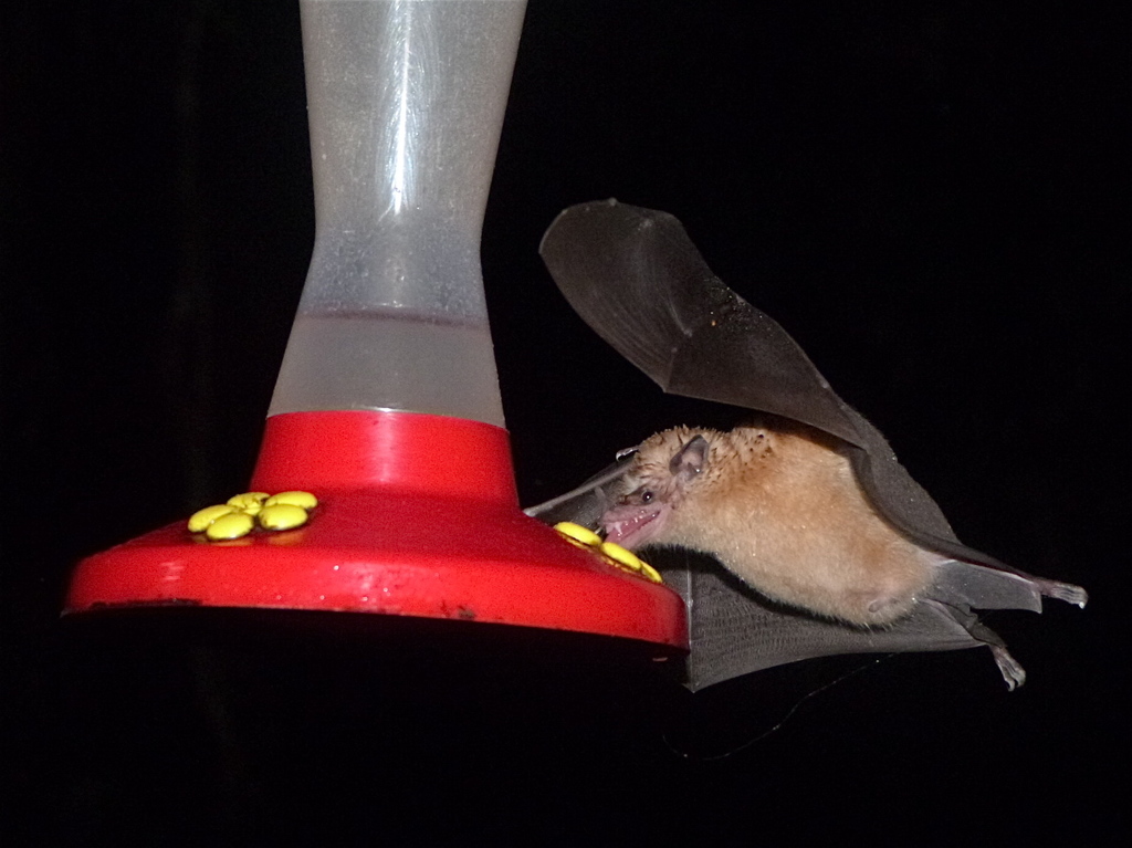 orange nectar bat (Lonchophylla robusta) - Know Your Mammals
