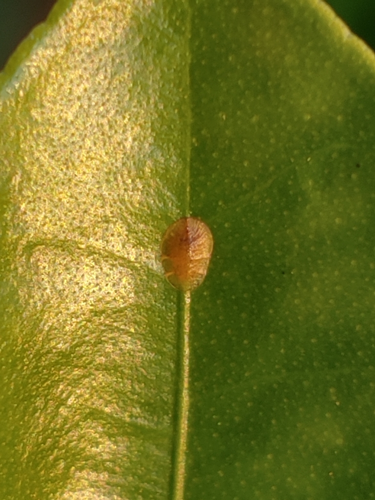 Soft scales in September 2021 by Nate Hawkins · iNaturalist