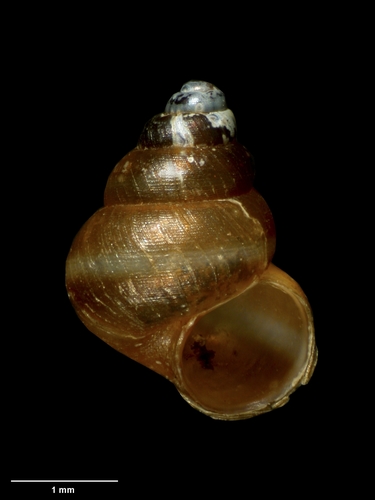 Cytora houhora · iNaturalist