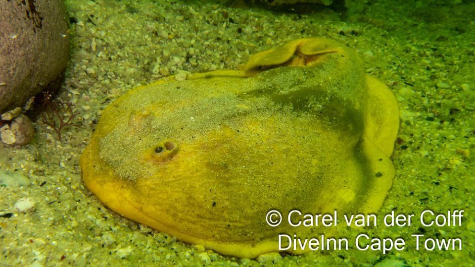 Narke capensis (Gmelin, 1789)