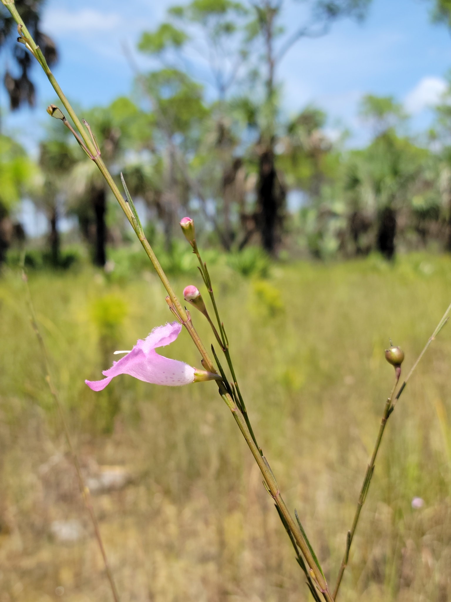 Agalinis linifolia (Nutt.) Britton
