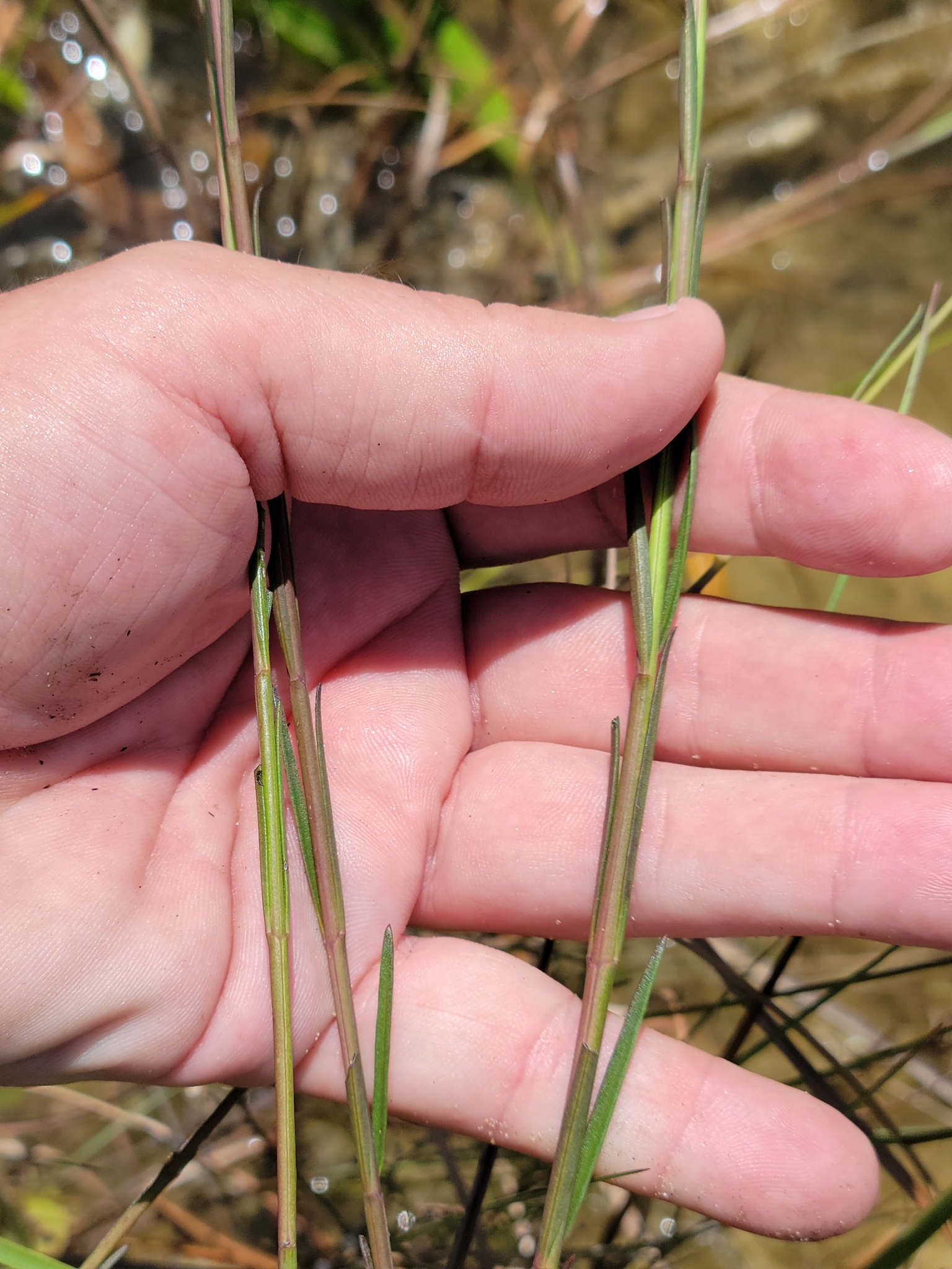 Agalinis linifolia (Nutt.) Britton