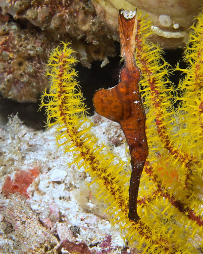 Ghost Pipefishes (Solenostomidae) - Marine Life Identification
