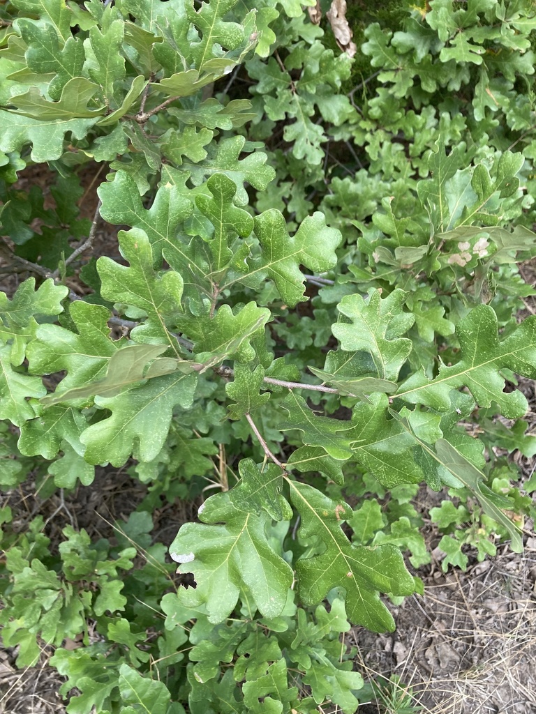 post oak from Watonga, OK, US on September 4, 2021 at 08:37 AM by ...