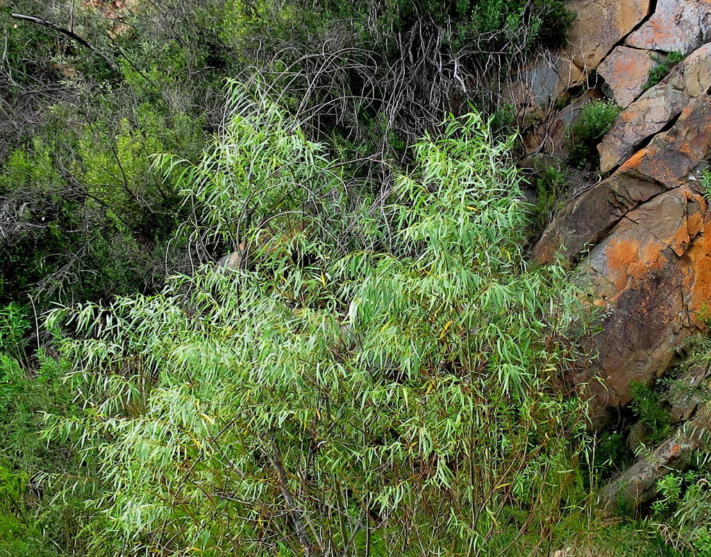 Safsaf Cape Willow (Salix mucronata mucronata) - Botanical Realm
