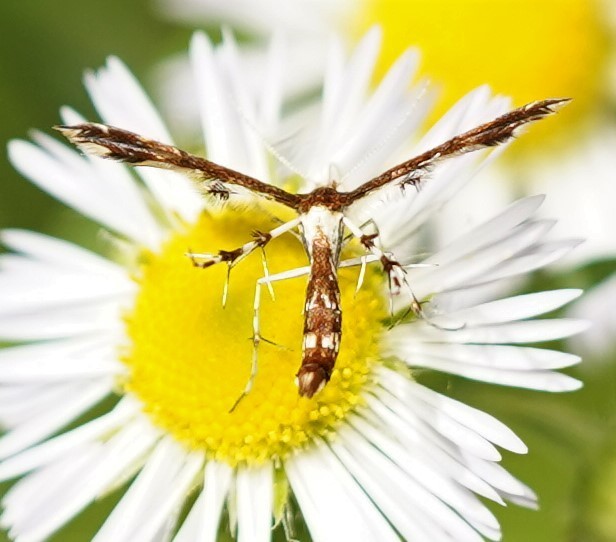 Himmelman's and Busck's Plume Moths from 10250 Reese Rd, Harvard, IL ...